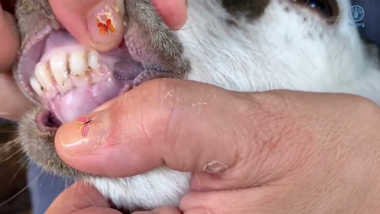 Caring for Sheep and Goats  Aging Sheep and Goats using Teeth 1