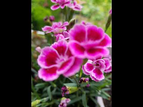 More than half (original song)
