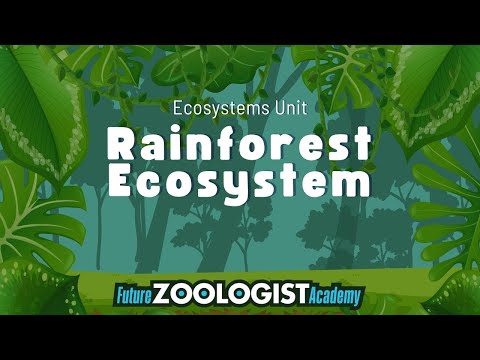 Rainforest Ecosystem | Plants and Animals of the Rainforest