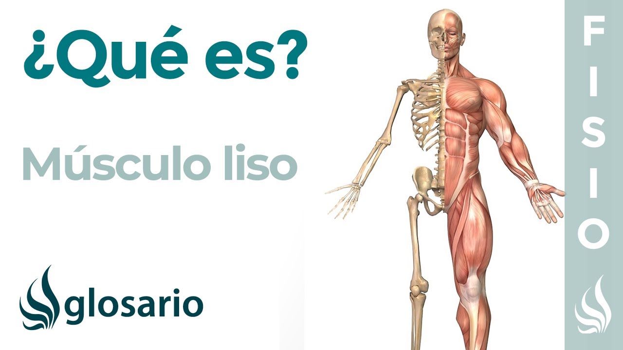 MÚSCULO LISO | Qué es, en qué parte se encuentra, cuál es su función y lesiones