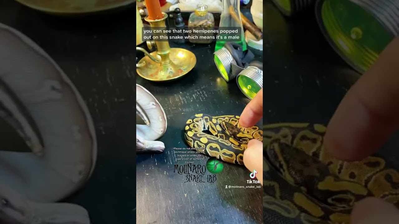 🐍 This is how I identify male vs female ball pythons. It does not work on all species. #snakes