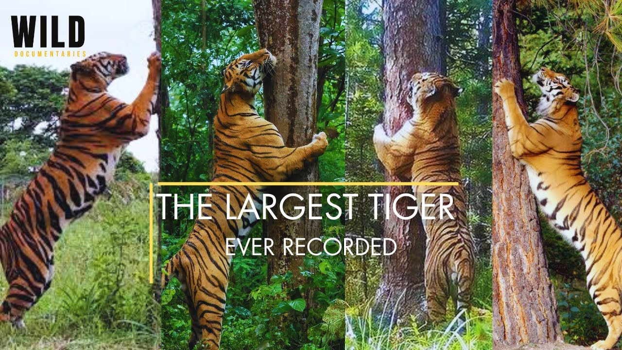 The LARGEST TIGER Ever Recorded!  | Meet 4 Giant Tigers (3 Wild, 1 Captive) | RARE – Must Watch!