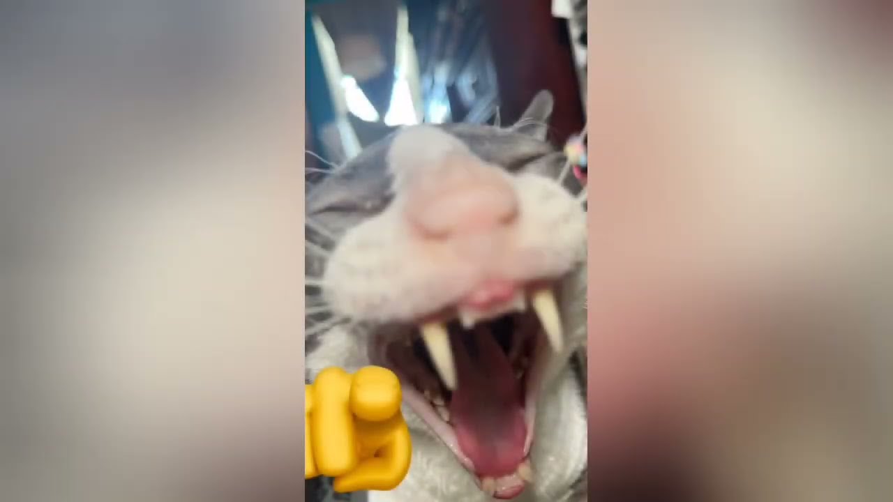 Cat Laughing At Yourself Meme Template
