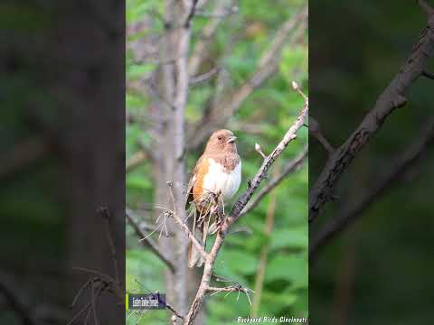 Eastern Towhees Singing and Calling