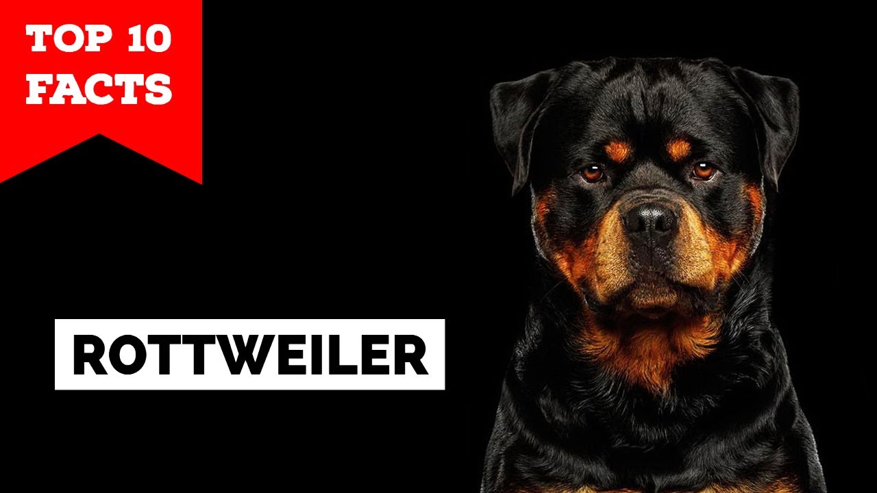 Rottweiler - Top 10 Facts