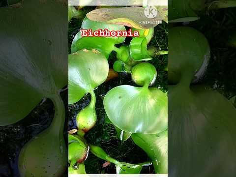 Eichhornia☘️🍃#shorts video# trending viral#water hyacinths #nature and living organisms#