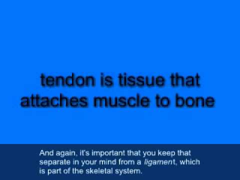 15 Chapter 04 Part 02 Muscle Anatomy