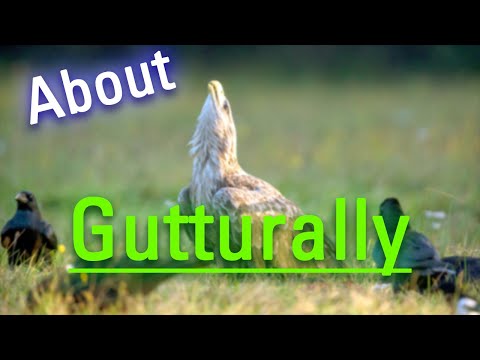 How to Say Gutturally in English? | What is Gutturally? | How Does Gutturally Look?