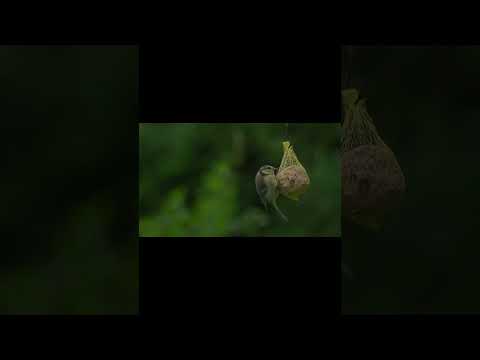 The Secret Language of Chirping Birds