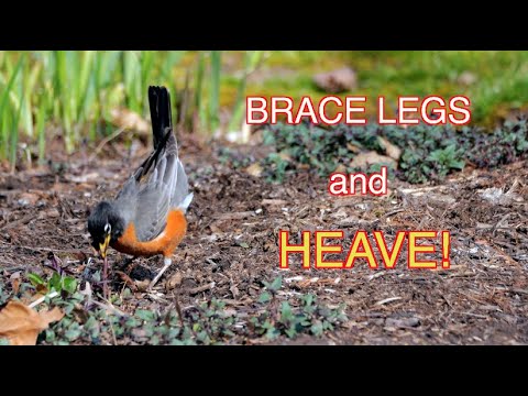 Robin Radar: How Robins Find Worms [NARRATED] 4K