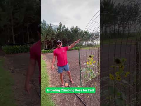 Our Favorite Garden Trellis!