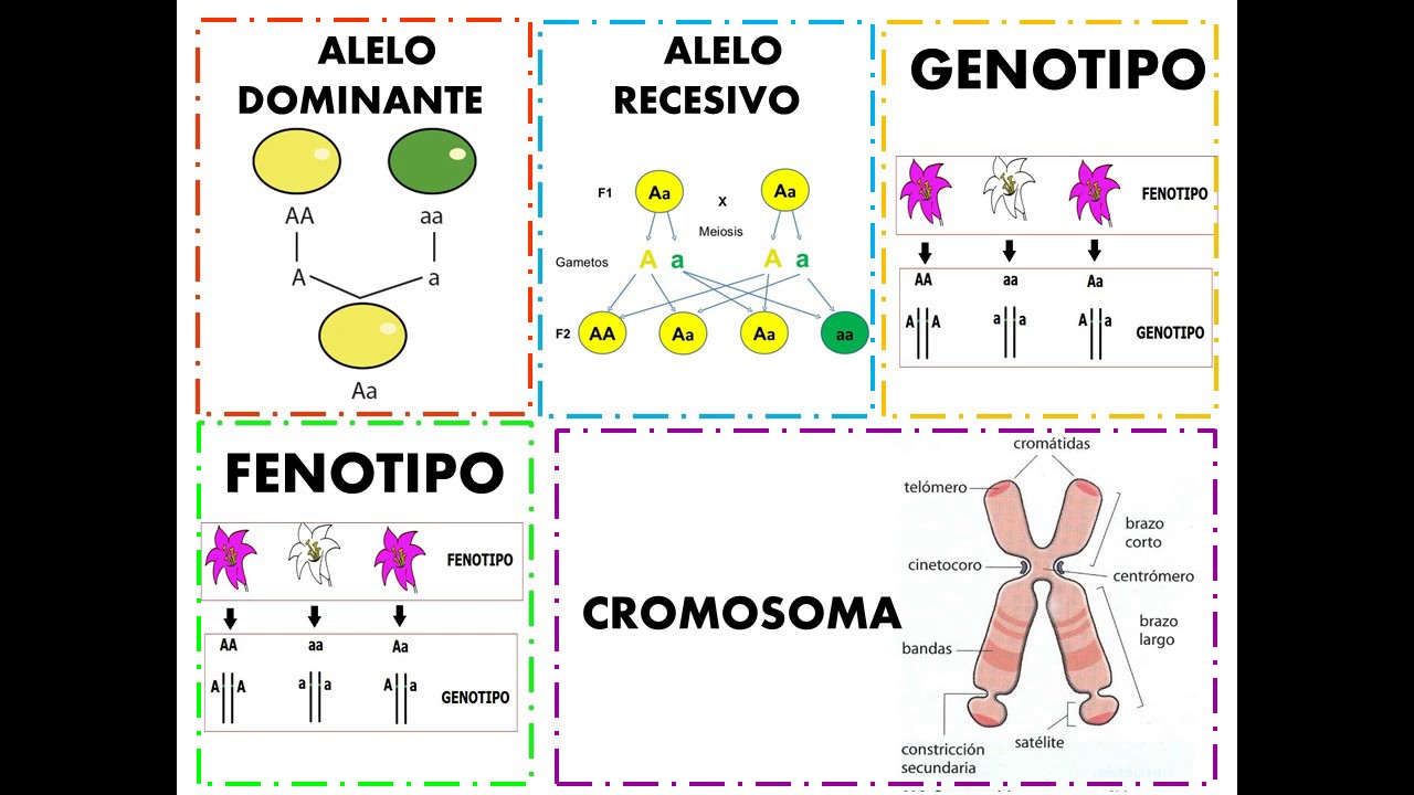 CONCEPTOS BÁSICOS DE GENÉTICA | RM