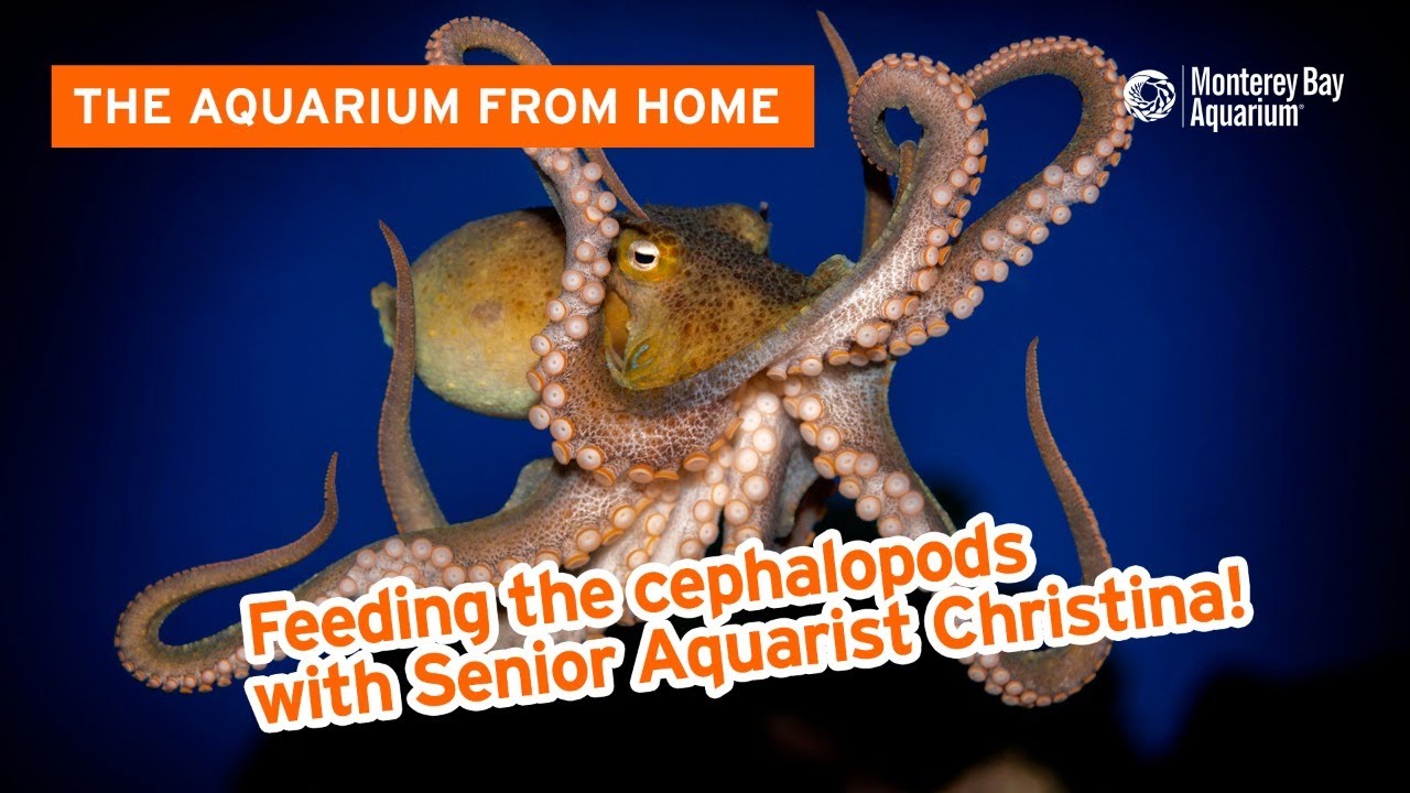 Raising cephalopods | Stories | Monterey Bay Aquarium