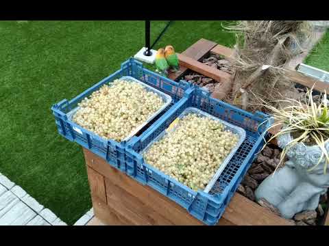 My Best Ever White Currant Harvest Creating An Abundance The Easy Way
