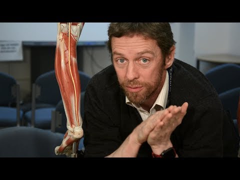 Anatomy of the calf (posterior leg)