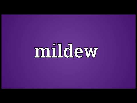 Mildew Meaning