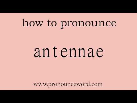 antennae: How to pronounce antennae in english (correct!).Start with A. Learn from me.