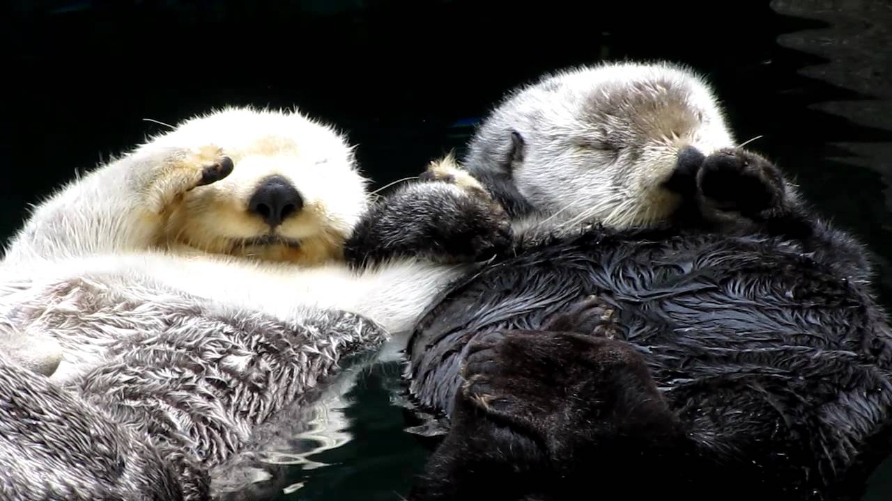 Otters holding hands - super cute