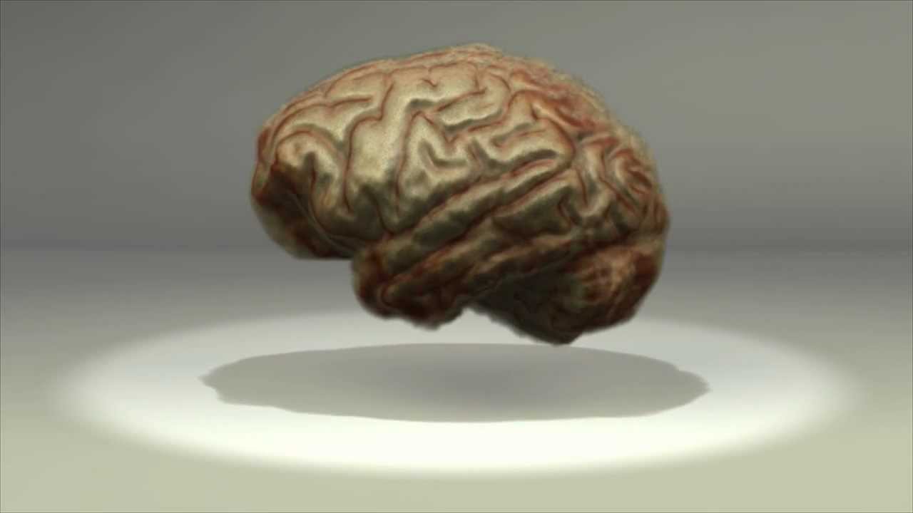 Chimpanzee brain