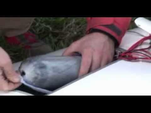 HYFISH 1kW Horizon fuel cell test flight video in Switzerland....2007