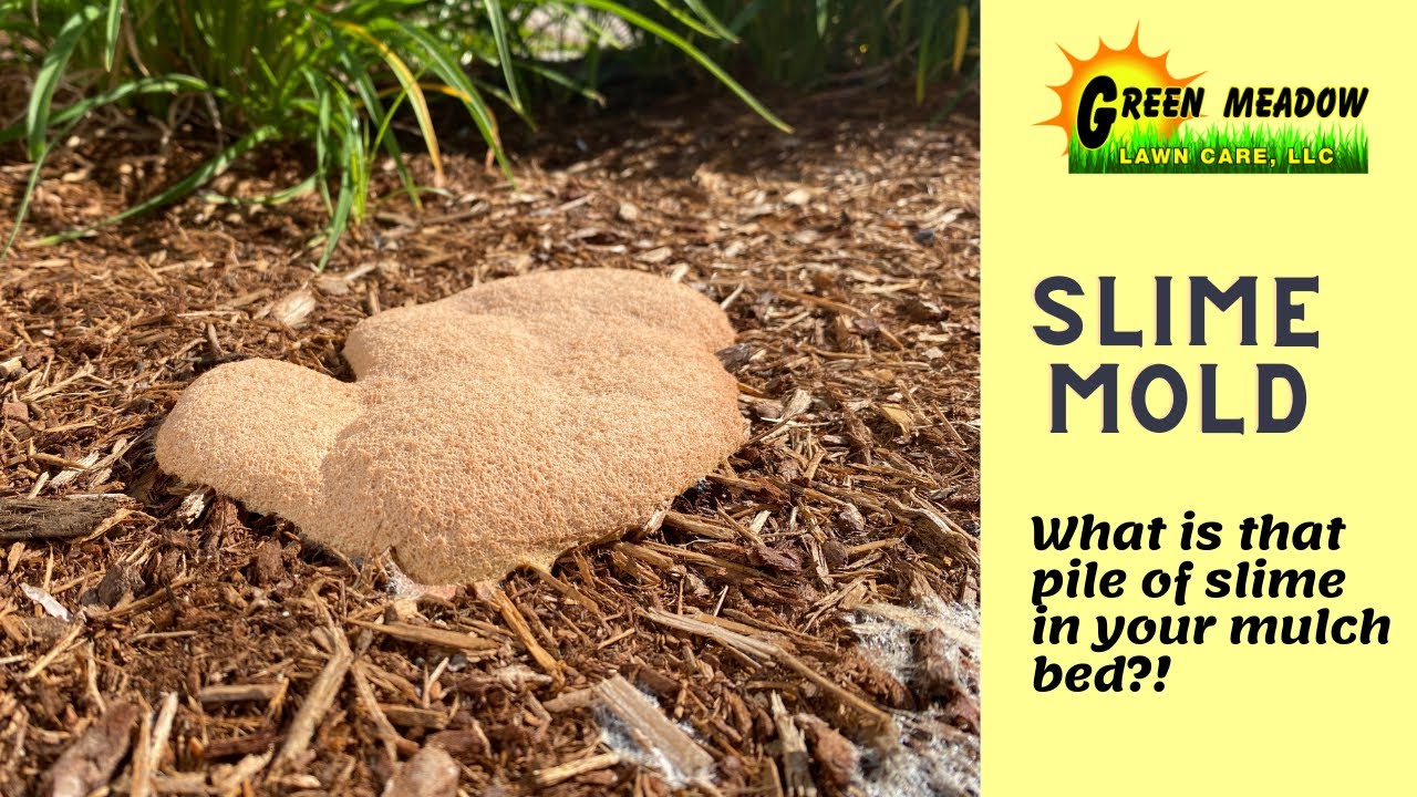 Slime Mold - Orange Fungus in My Mulch?