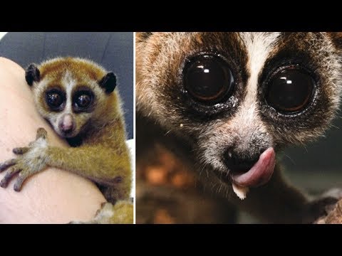 Exotic Pets That Are ILLEGAL To Own