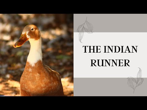 The Indian Runner Duck: Everything You Need to Know