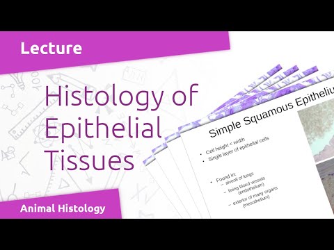 Pre-lab Lecture: Epithelial Tissues (BIOL312)