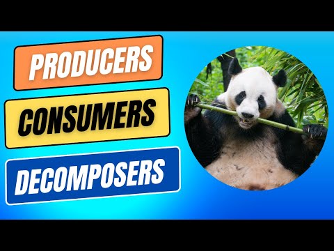 Ecosystems | What are Producers, Consumers & Decomposers? #sciencebytes
