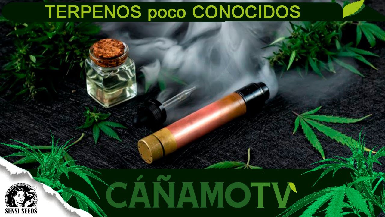 Los TERPENOS menos CONOCIDOS del CANNABIS