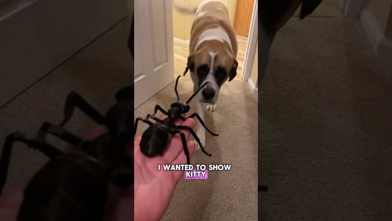 Showing Kitty a 3D Printed Ant #shorts #ant #3dprinting #model