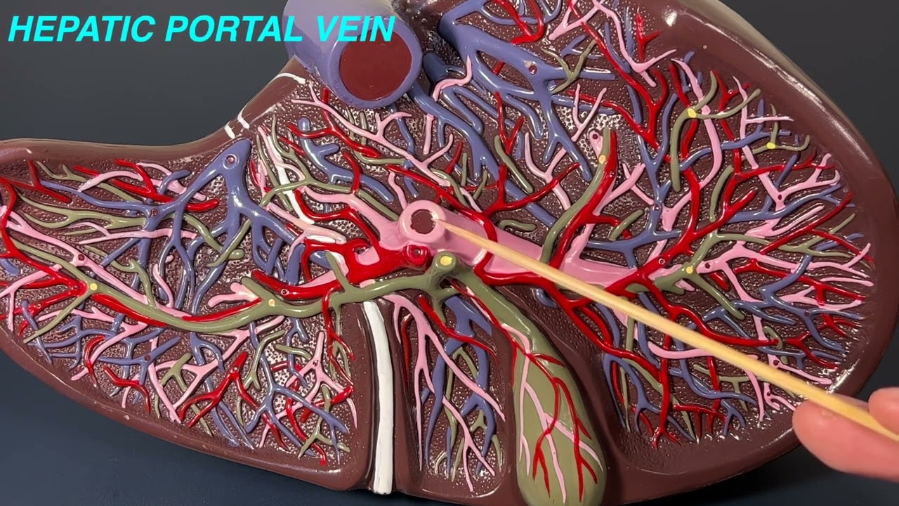 Human Anatomy, Liver Model