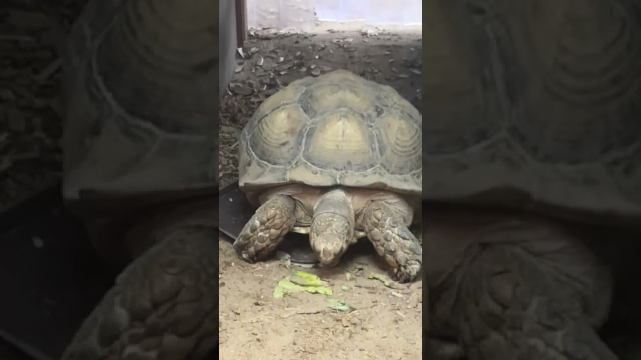 Turtles in Dublinzoo