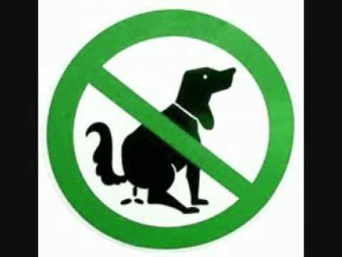 Der Hund Der Song