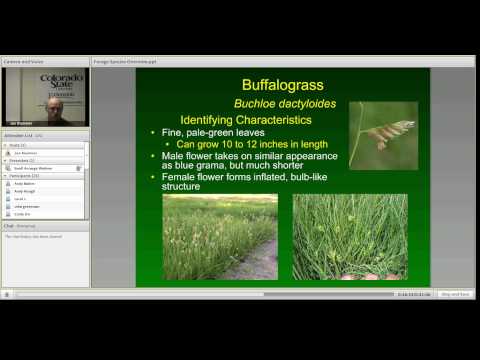 Common Forage Grasses