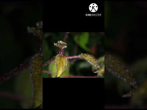 Difference between transpiration and guttation.