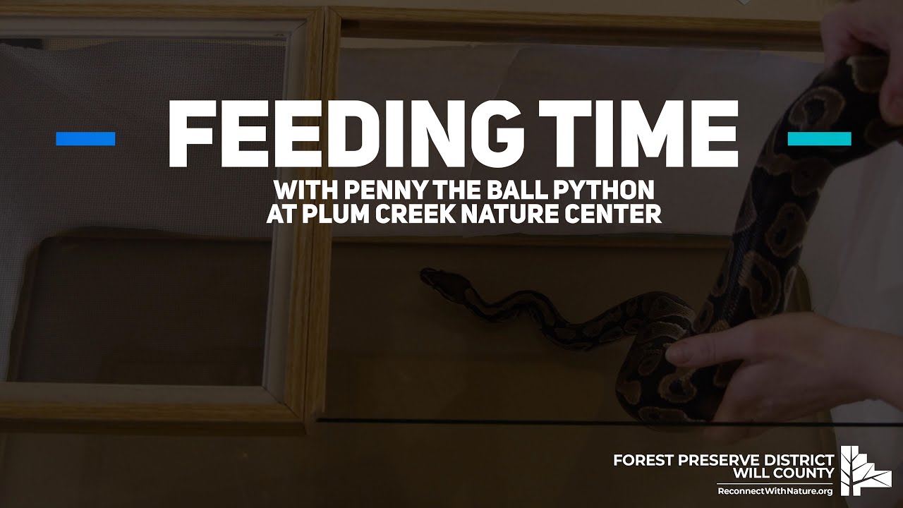 Feeding Time With Penny the Ball Python