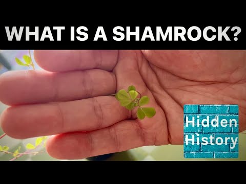 What is a Shamrock? The confusing history and mythology of the ‘Irish ...