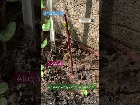 #Malabar #Spinach #Update #video 🥬1 week 🥬 Update sa #Alugbati - @BerdengKomunidad 🌱