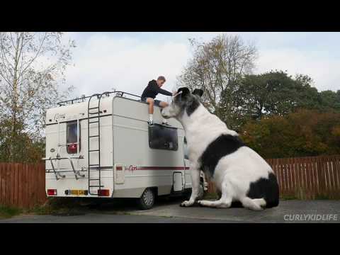 The worlds BIGGEST dog!