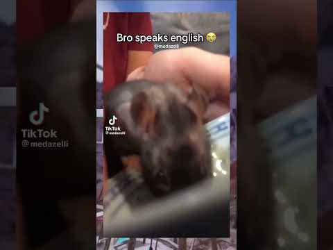 Not the rat ๐ #shorts #gorillatag #funny #memes