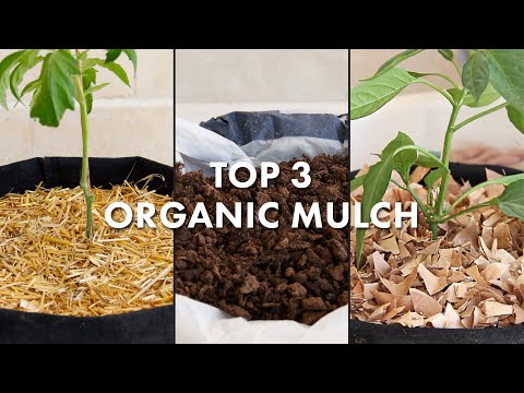 Top 3 Organic Mulch Options for Your Vegetable Garden