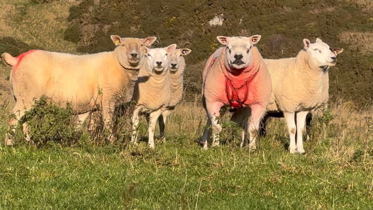 Sheep breeding season explained 
