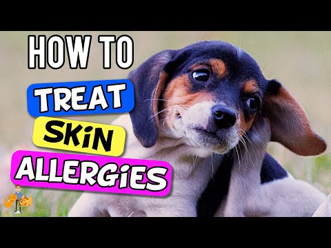 How to Treat Dog Skin Allergies: the 6 Step Plan - Dog Health Vet Advice