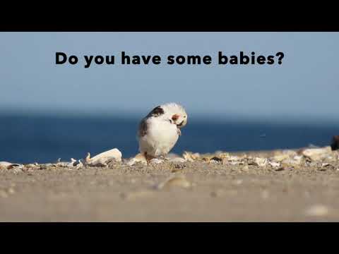 Piping Plover Babies! (The Cutest Thing Ever)