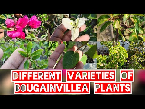 Bougainvillea Plant - Wholesale Price & Mandi Rate for Paper Flower ...