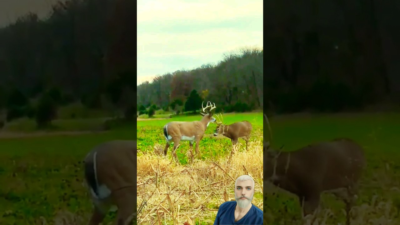 Deer vs Decoy