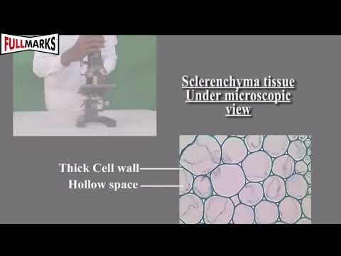 Lab Manual- Experiment No. 6 (Plant and Animal Tissues) Video Lecture ...