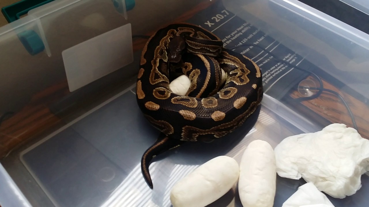 Surprise Clutch From Our Cinnamon Ball Python