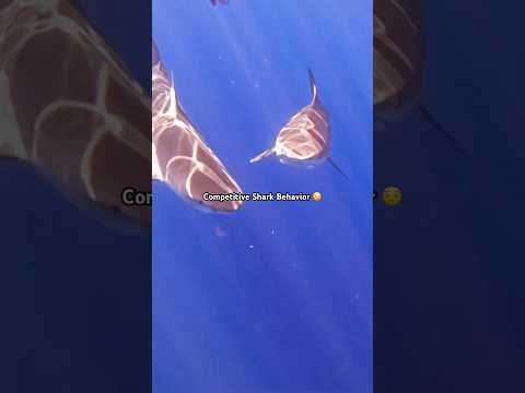 Two Tiger Sharks Sizing Each Other Up 🫢 #shark #behavior #expert #sharktours #a